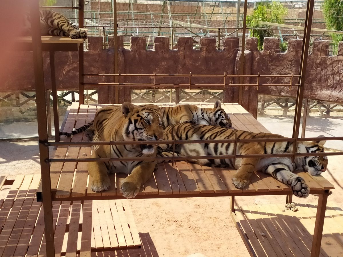 Discover the Best of Jordan: 6 Top-Rated zoos to Visit